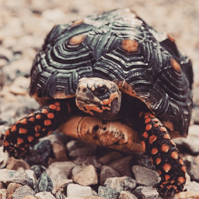 Tortoise Eating, Take Your Time | Barraco Barner