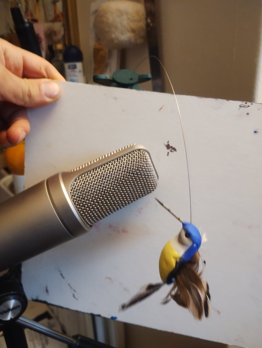 Bird tapping microphone | Judy Gold