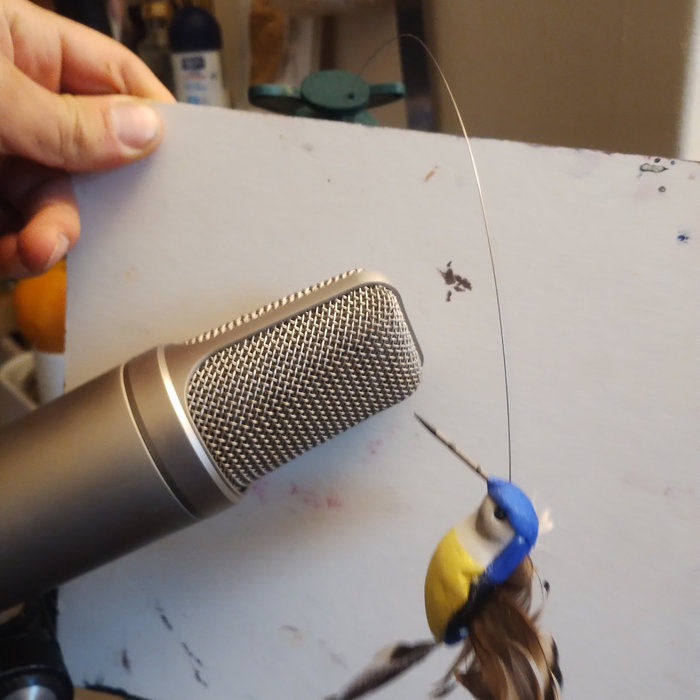 Bird tapping microphone | Judy Gold