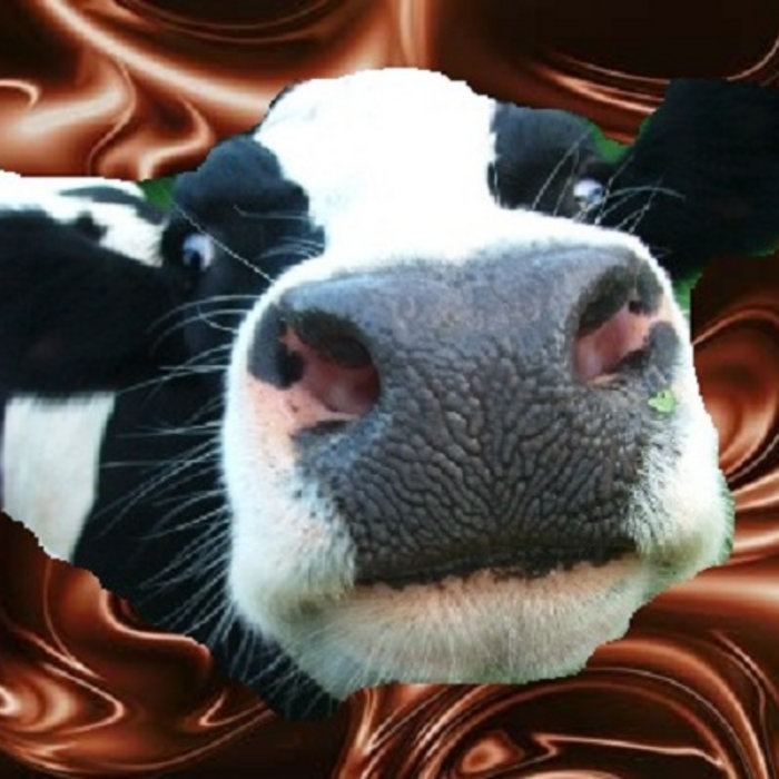 Chocolate Cow | Ferret