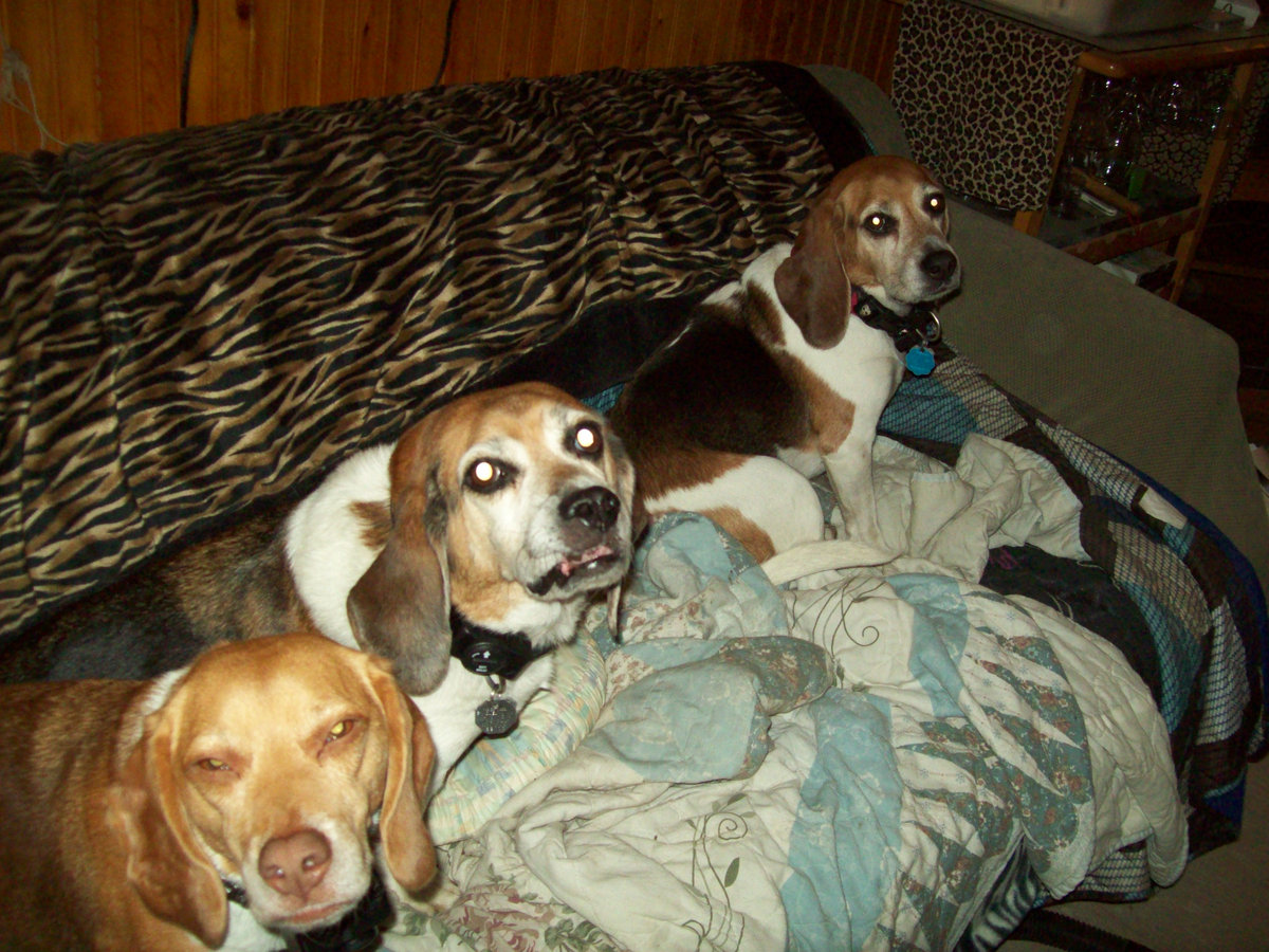 Christmas beagles in Mexico | Scott Beagle