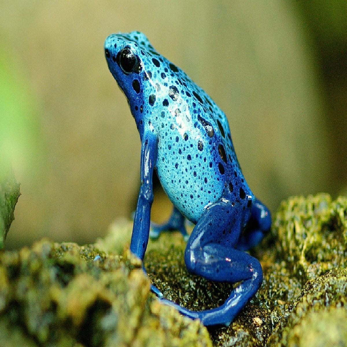 Dendrobates tinctorius azureus | Forest of Frogs
