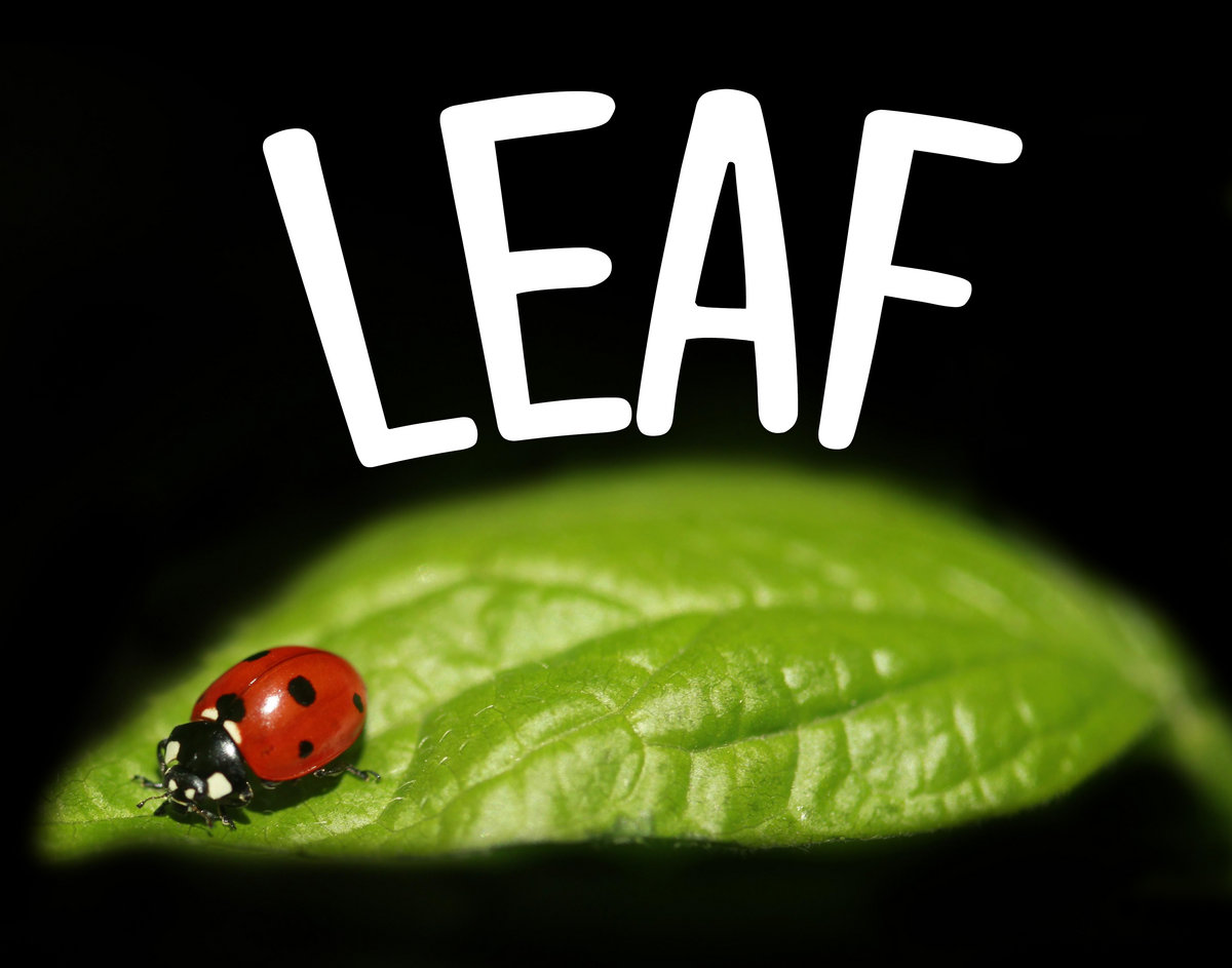 Sensory Songs: LEAF | Ceol Connected