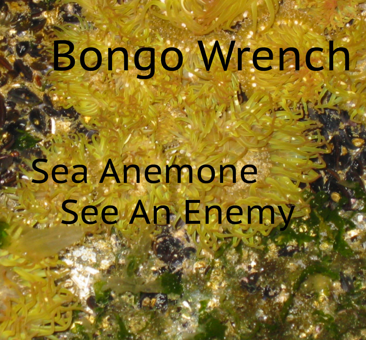 Sea Anemone, See an Enemy | Bongo Wrench | Kevin Andrews