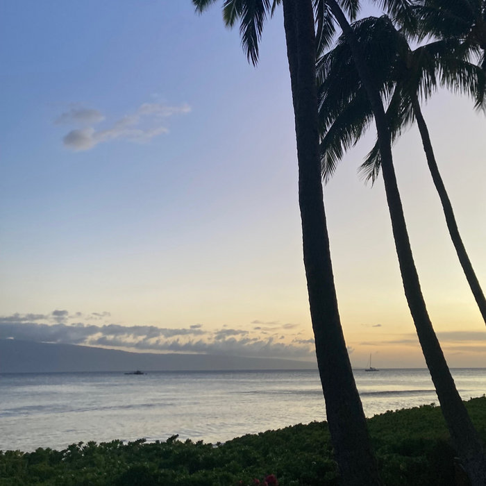 Maui | INSECT FACTORY