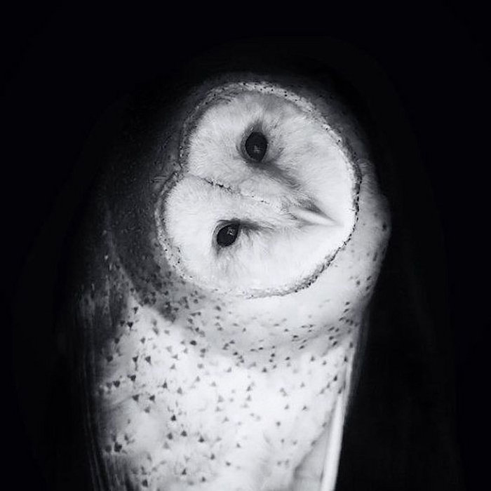 White Bird | Richard Grosser
