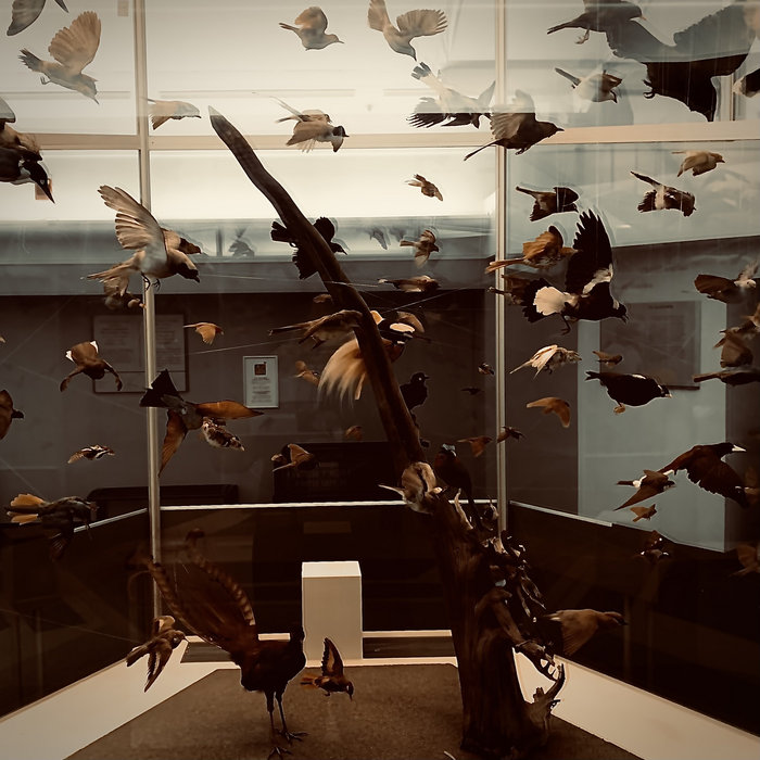 Birds in Boxes | NICDASL | Ironic Tales