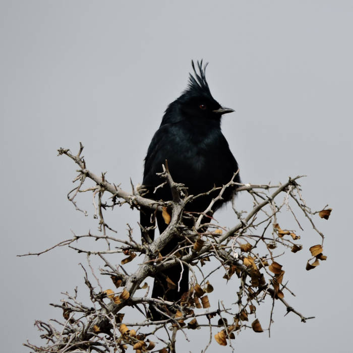 Phantom | Brandon Fernandez