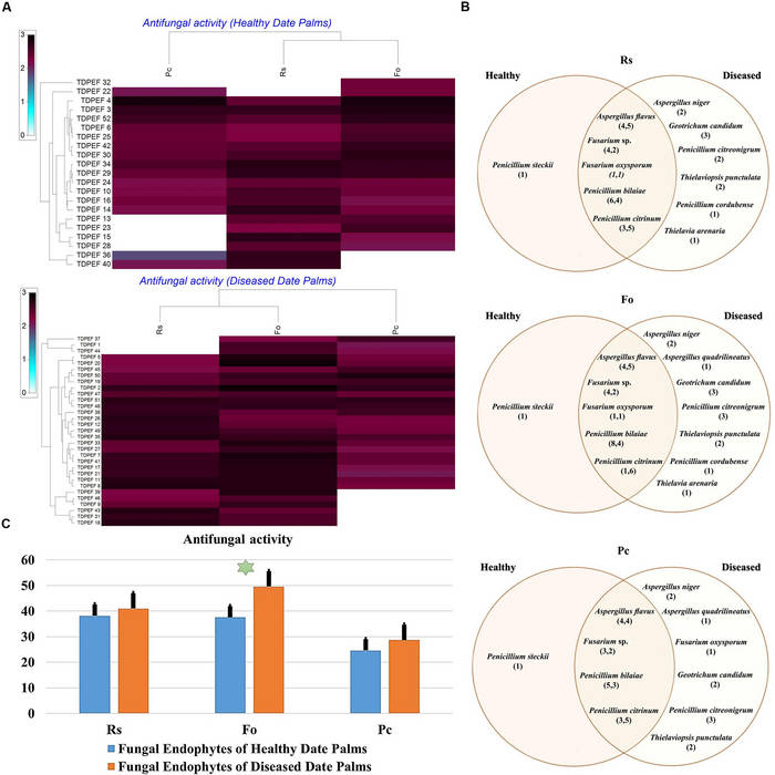 Ultra Model Sets 40 Al 50 | Quishion | vehispoipa