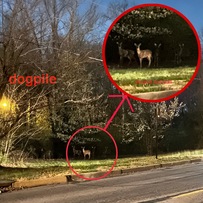 stupid animal | dogpile