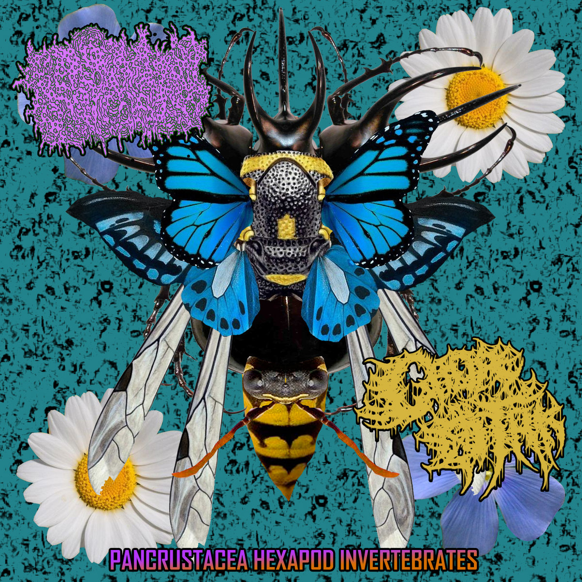 PANCRUSTACEA HEXAPOD INVERTEBRATES | Kapalika | KAPALIKA BLACKNOISE