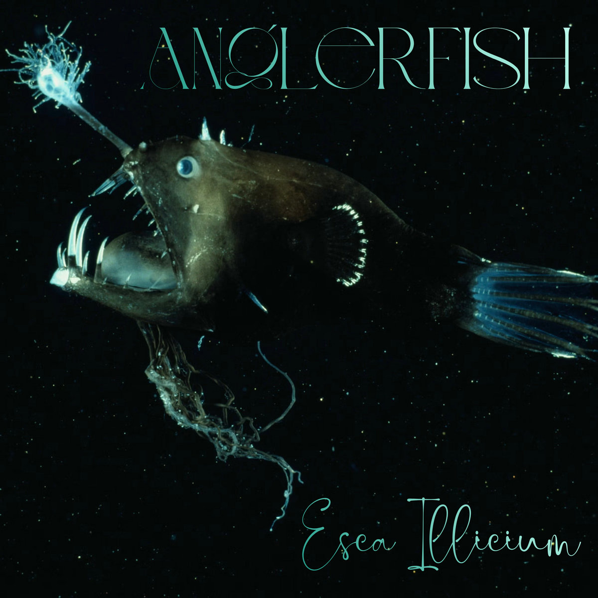 Esca Illicium | Anglerfish