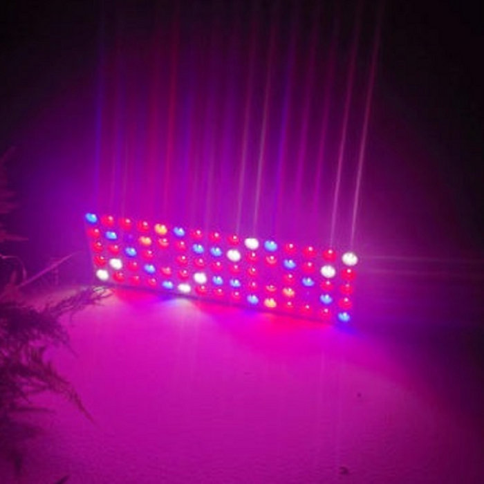 Bead | Sam Shalabi