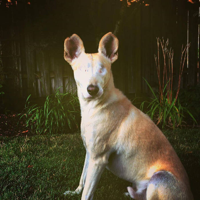 Dogs Without Eyes
