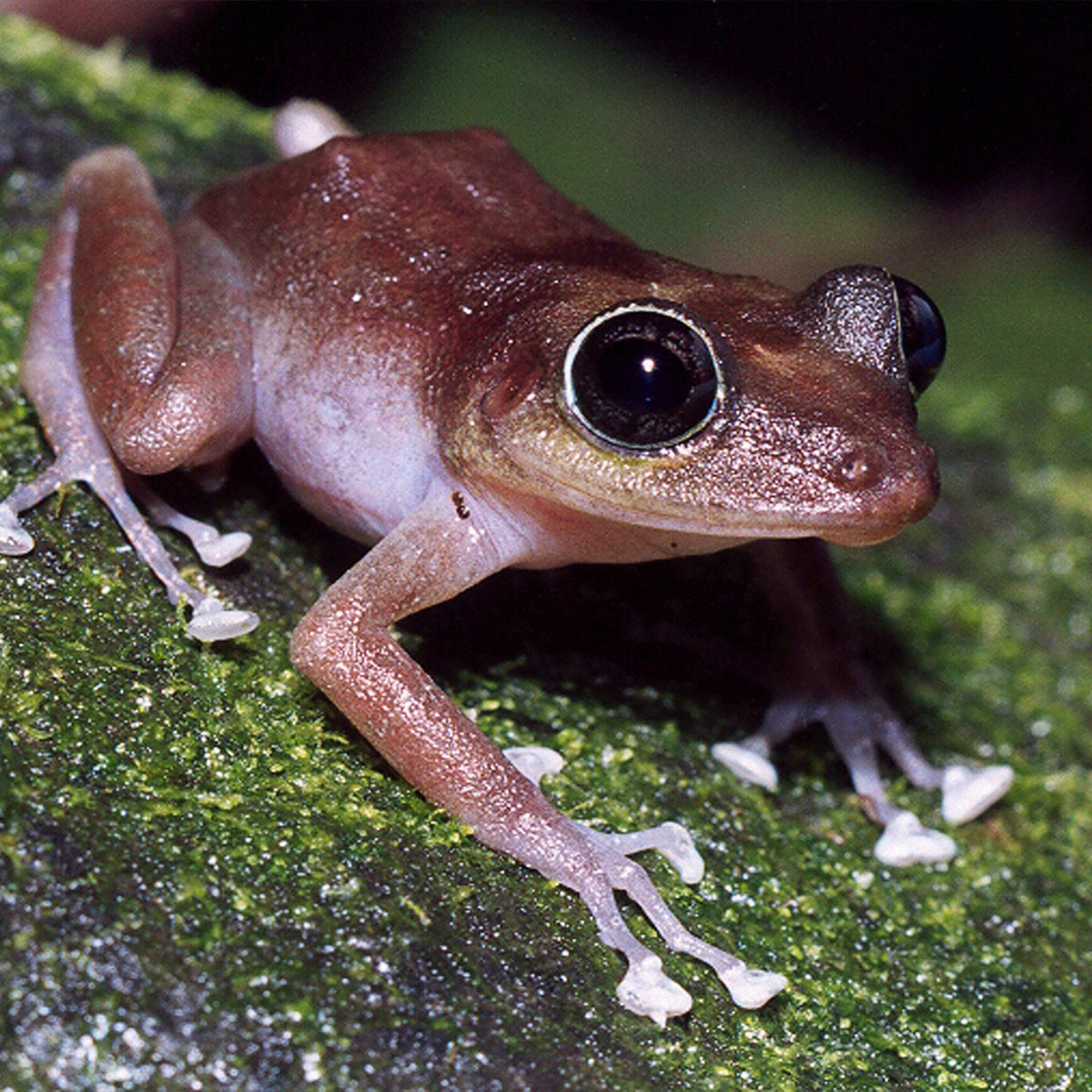 Eleutherodactylus cooki | Forest of Frogs