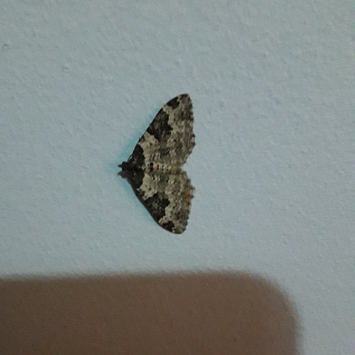 Static | Charlie Butler