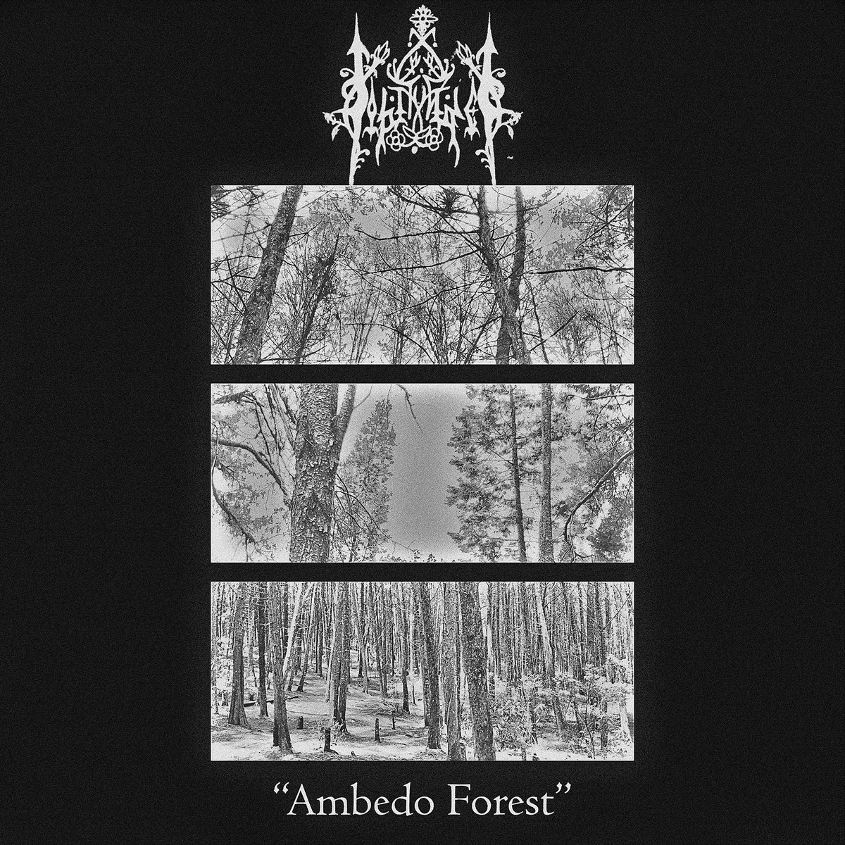 Ambedo Forest | Solitudinem