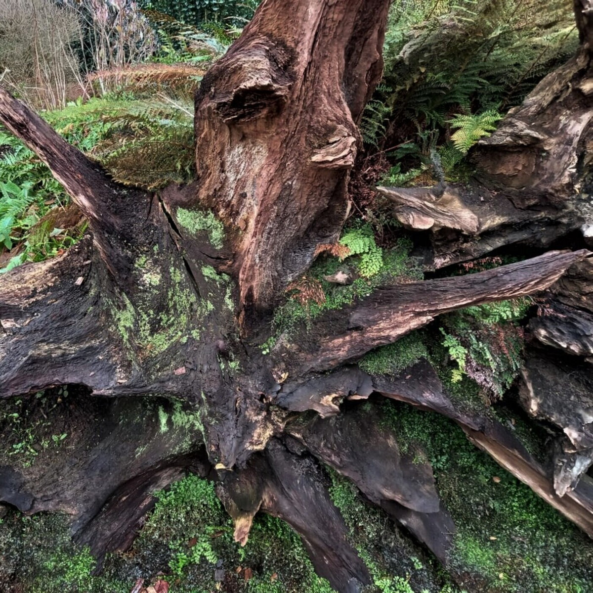 King of the Fairies | Adam Soper