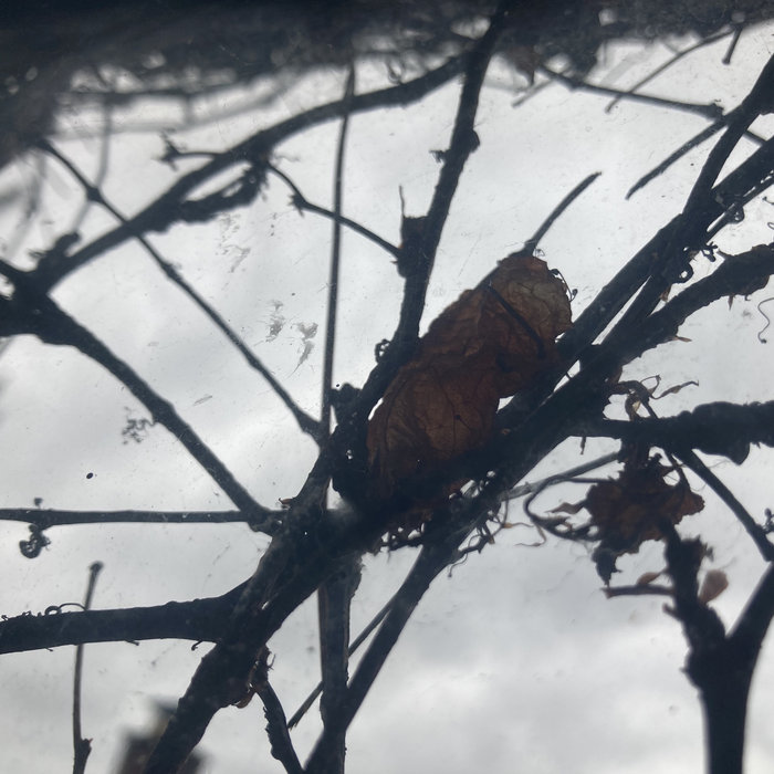 Forgotten Songs | David Hubbell