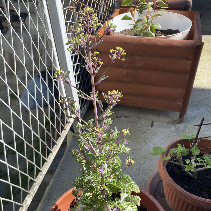 F33T | Luka Beatović