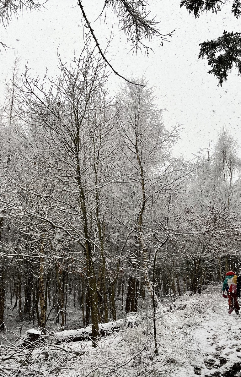 Dukes Hagg wood | Wild Museum