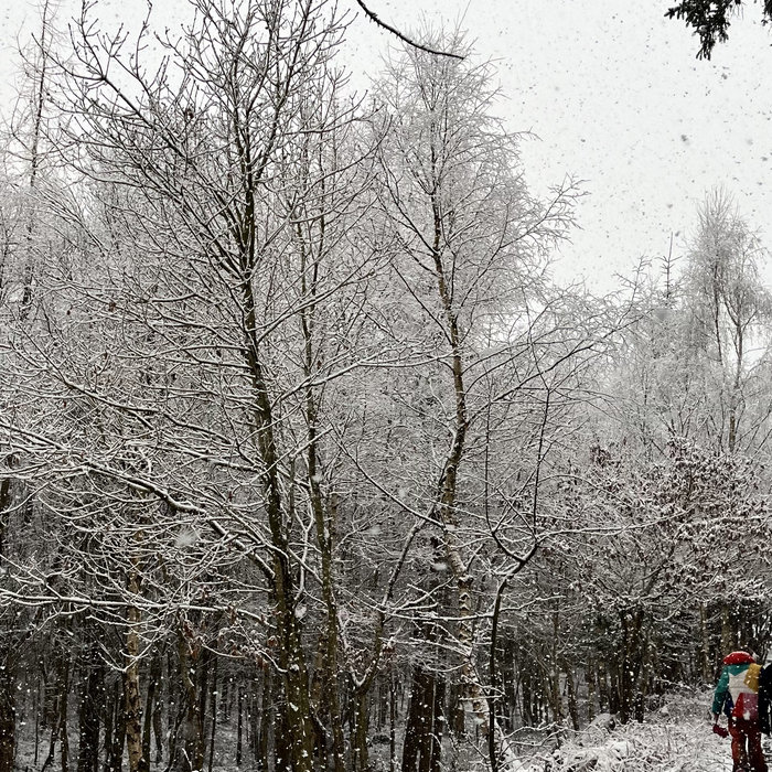 Dukes Hagg wood | Wild Museum