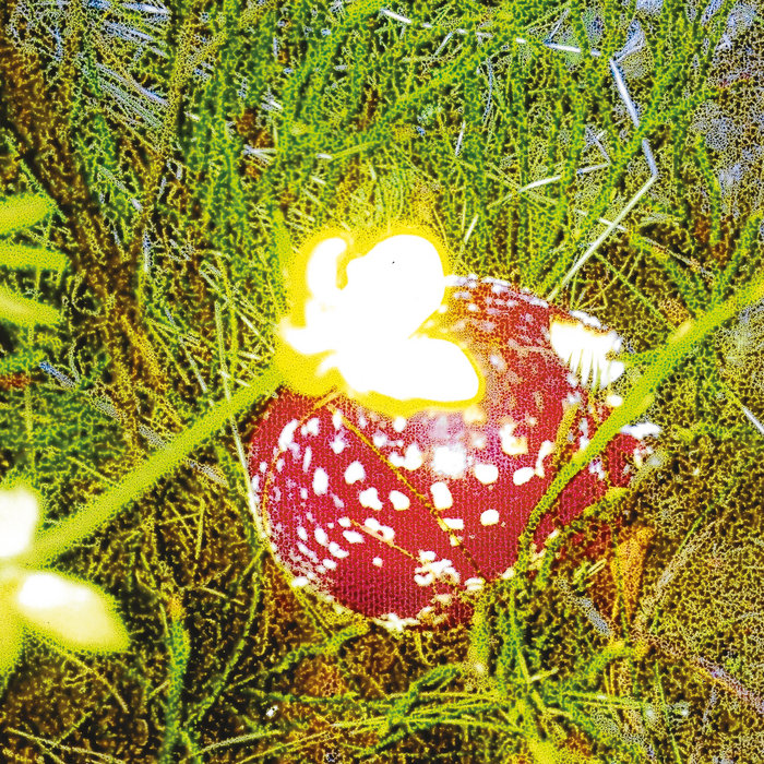 Donna Candy | Donna Candy