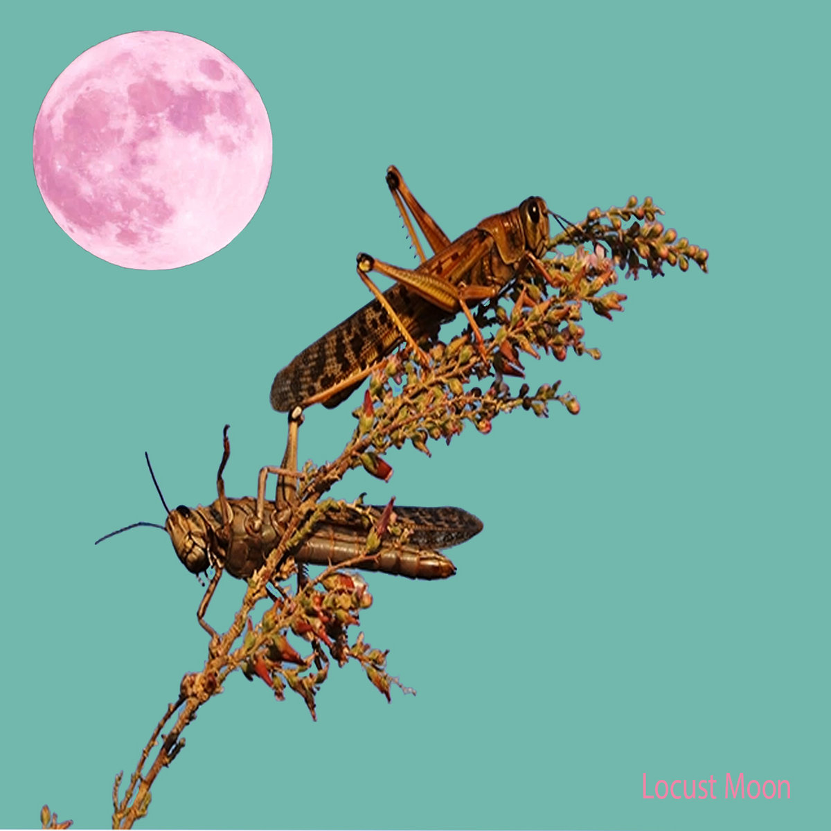 Locust Moon | OHIP