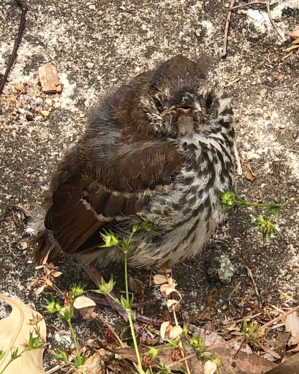 Retardo | David Bransky