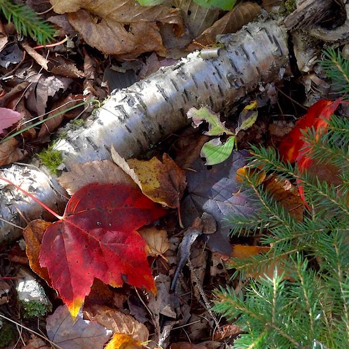 Why Are the Trees Losing Their Leaves | Dan Berggren