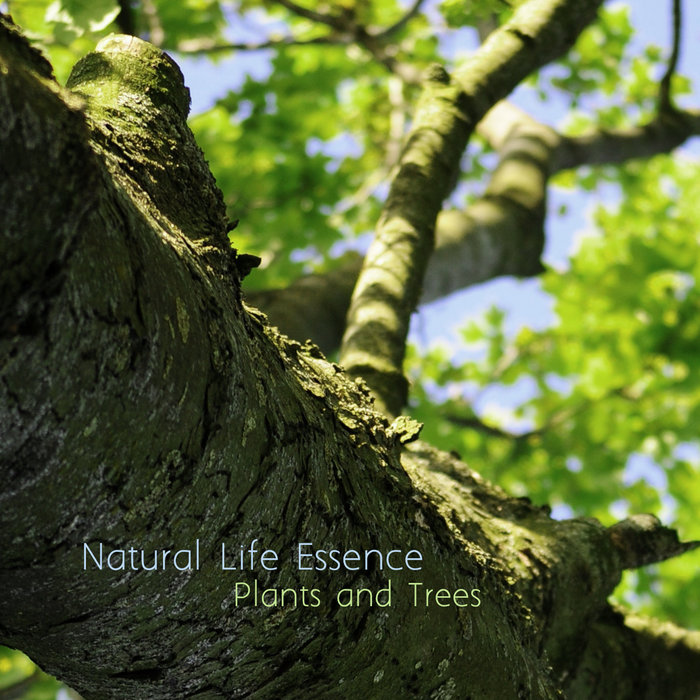 Plants and trees | Natural Life Essence | CYAN