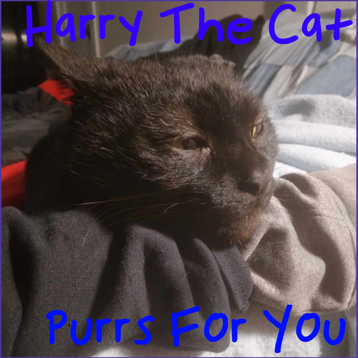 Harry The Cat Purrs For You | Harry The Cat