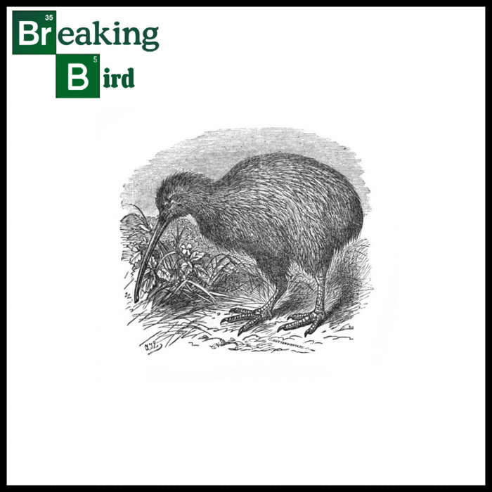 Breaking Bird | Flying Kiwi