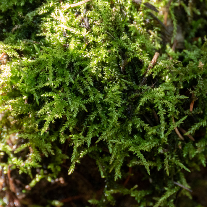 Depression Teeth Geography on the Brink | Citizen Scientist