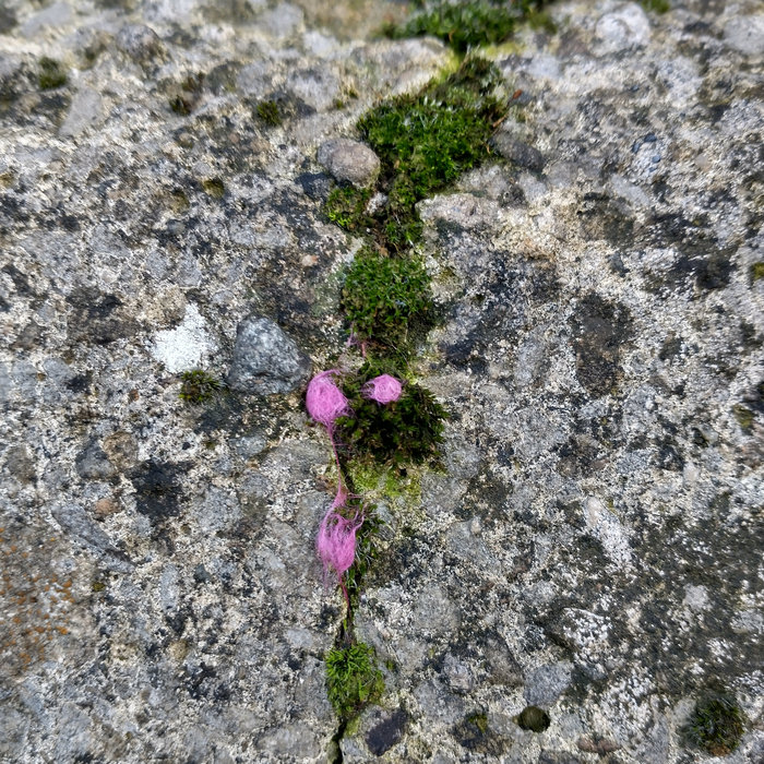 lints | Tom Betteridge