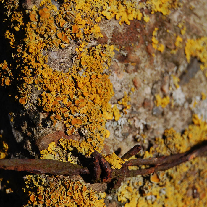 Qu'importe le flocon | dropthedyle