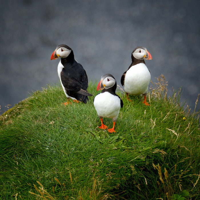 Atlantic Puffin - Calls (Europe) | Various Artists | Bird Sounds Of The ...