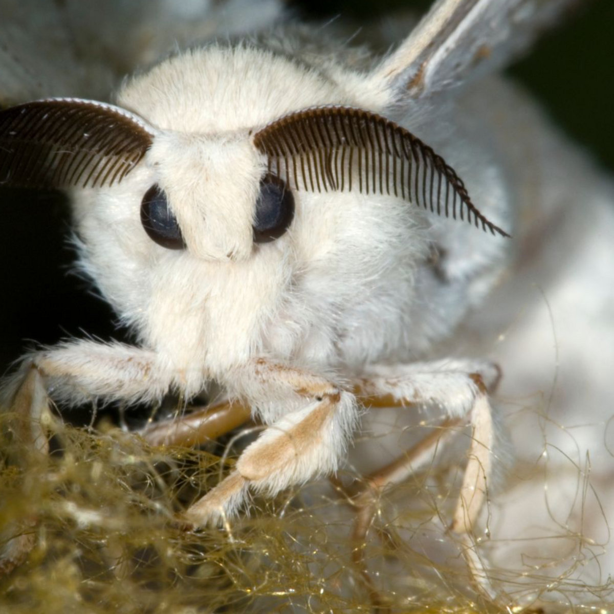 Moth Noise Wall #3 | Moth Noise Wall