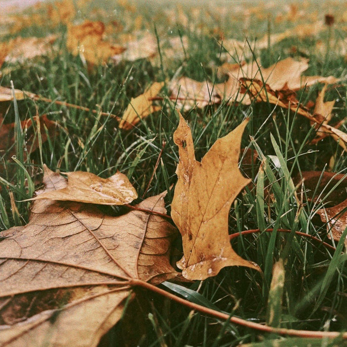 Autumn Fall | Unknown Hobo