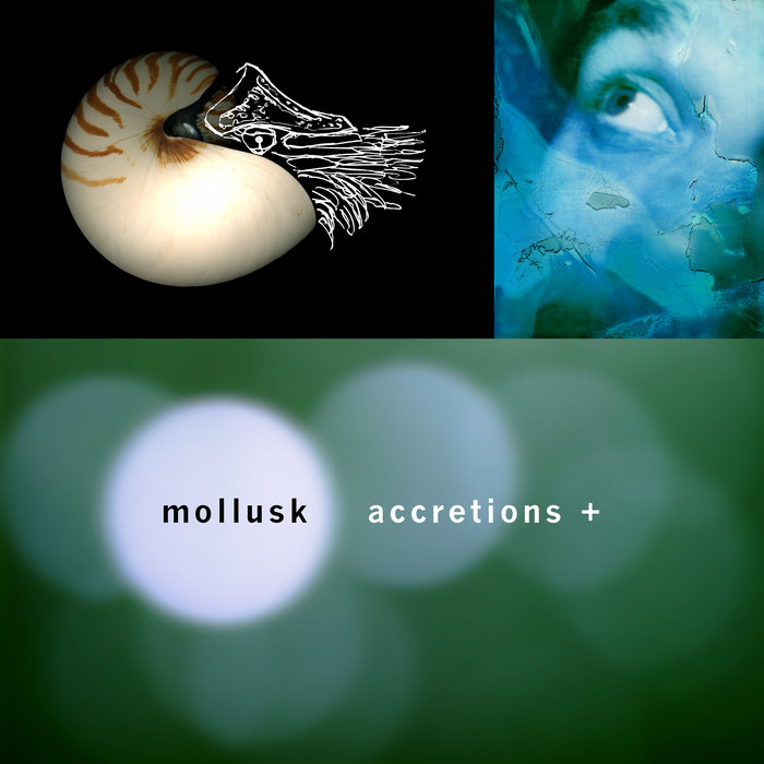 Evolution Of The Snail's Brain pt. 6 | Mollusk | The Foundry