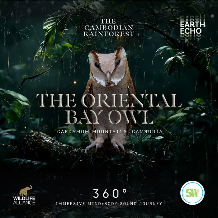 Oriental Bay Owl (360° HEADSET EXPERIENCE) | Earth Echo Collective ...