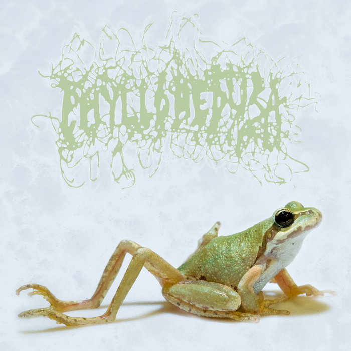 Seven Legged Freaks | Phyllomedusa