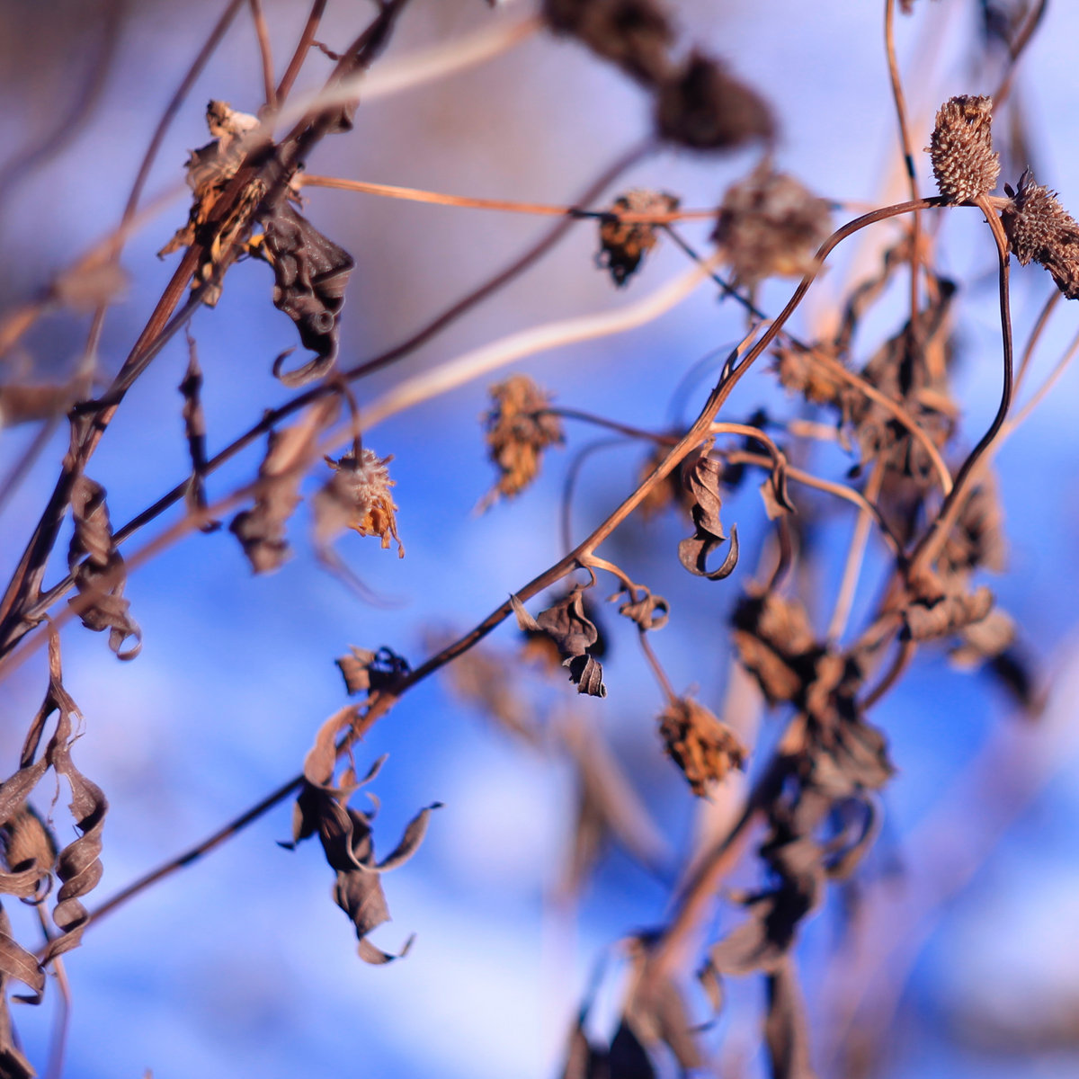 Neaphezhsya | sonnov