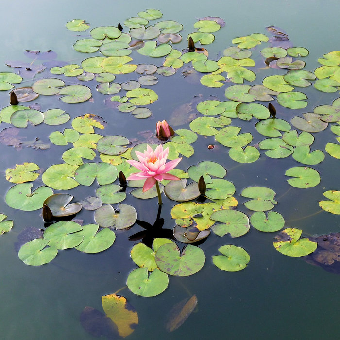 LOTUS ALCHEMY – A Sacred Journey into the Symphonic Frequencies of the ...