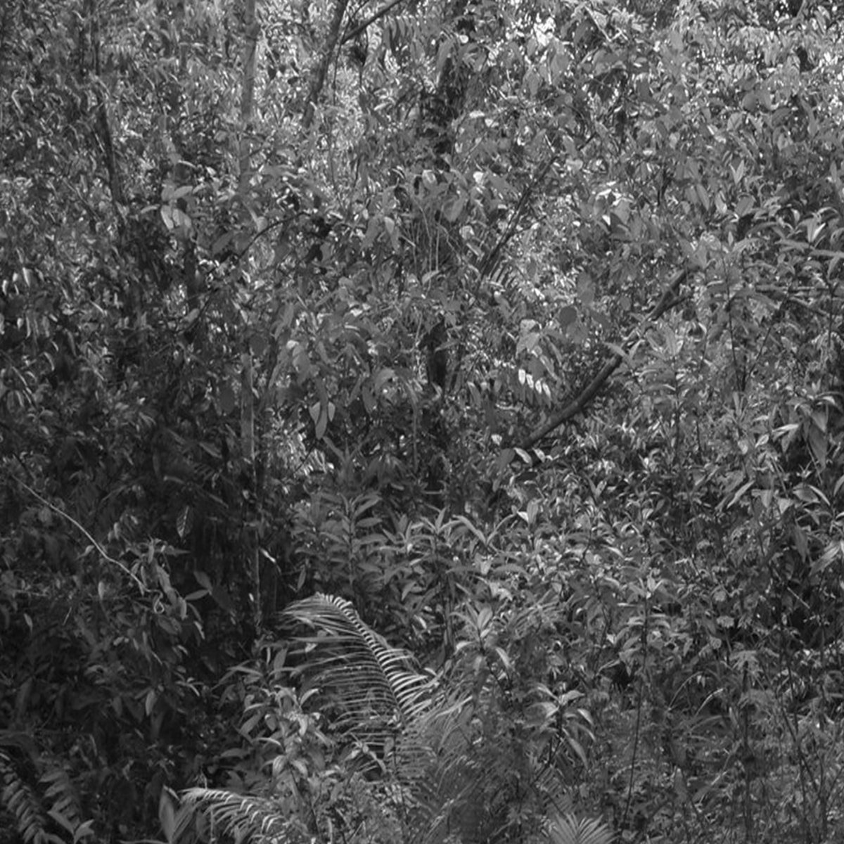 Batutut | Fouke | New Forces