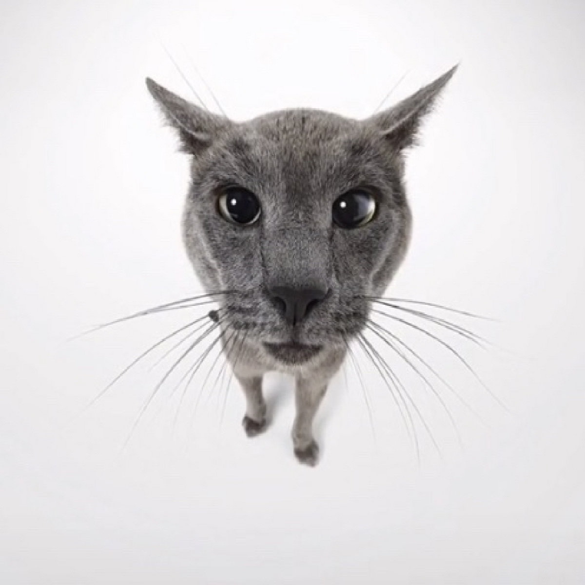 All All All All All dubious cat fans. Sup fans. Sup fans. Sup fans. Sup ...