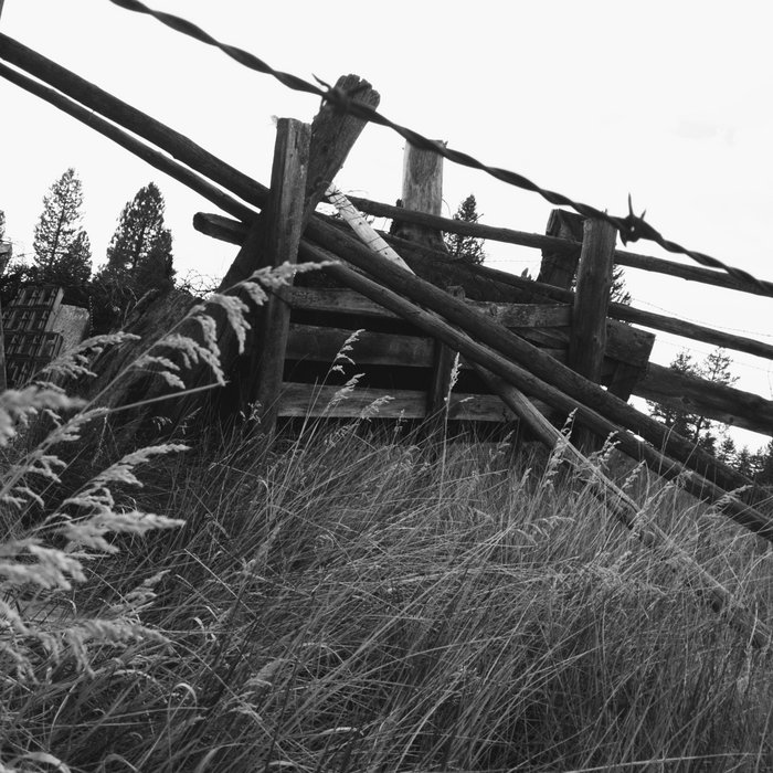 The Lobster | The Monkey Puzzle Tree Nursery