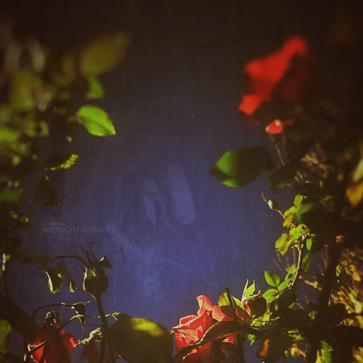 Midnight Flowers | Stonehag