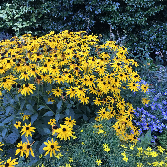 flower bandits EP | The Flower Bandits