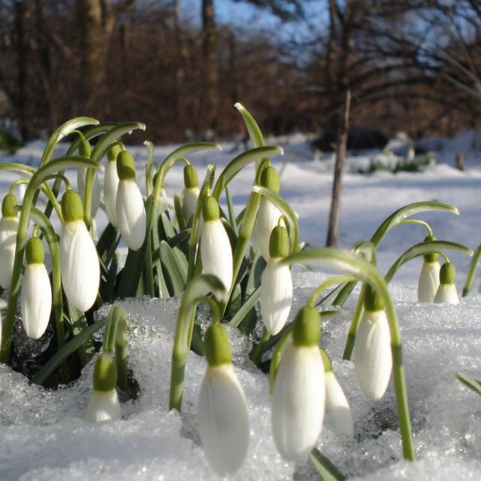 To a Snowdrop | John Collie (of Boyndie) | fiffdimension